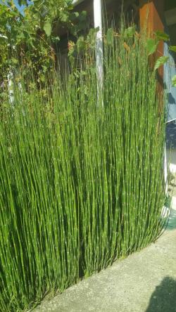 CLANKOVITA-TRAVA- bambus- Equisetum japonicum
