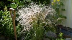 Stipa pennata