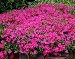 FLOKS - Phlox subulata - roze