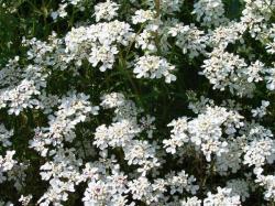 Iberis sempervirens - beli