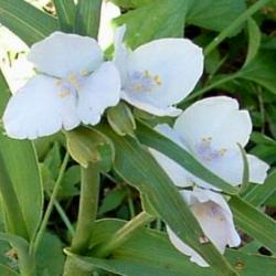 Tradescantia andersoniana alba,mackov brk -beo cvet