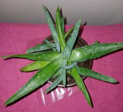 Aloja - Aloe vera- 2