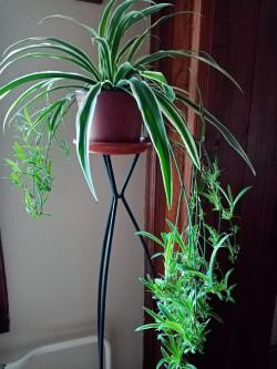 Hlorofitum beli – Chrolophytum comosum (zeleni ljiljan)
