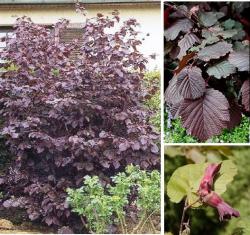 Corylus maxima