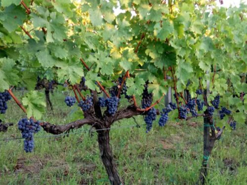 Sadnice grozdja za proleće 2023 veliki izbor sorti