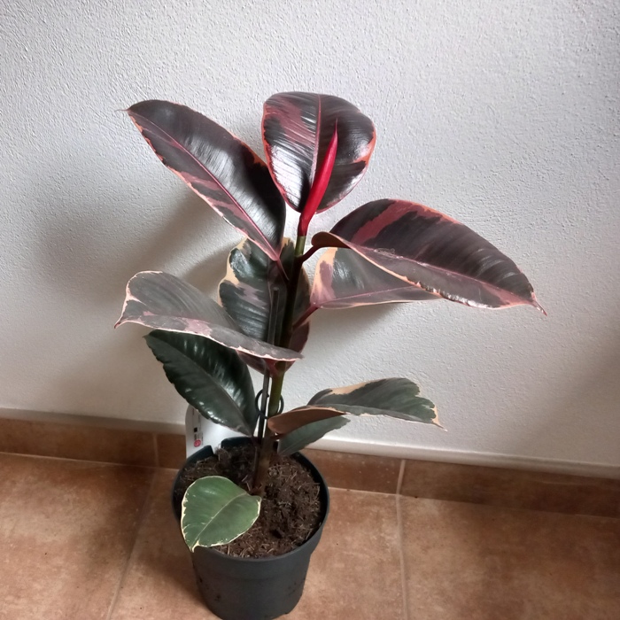 Ficus crveni