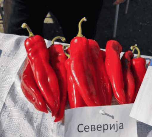 Paprika “ Severija „