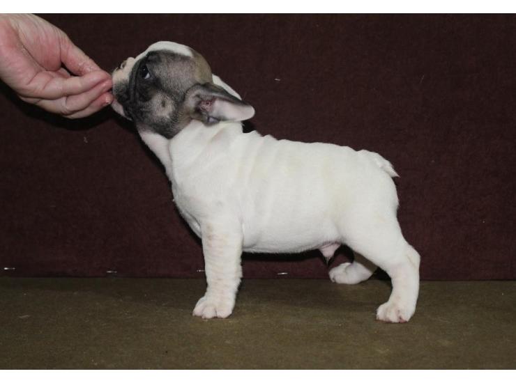 Francuski buldog