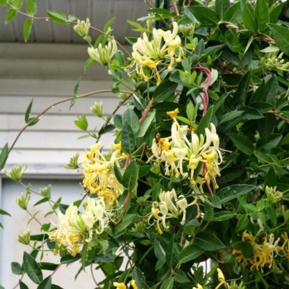 Lonicera caprifolium Orlovi nokti Žuto-Beli