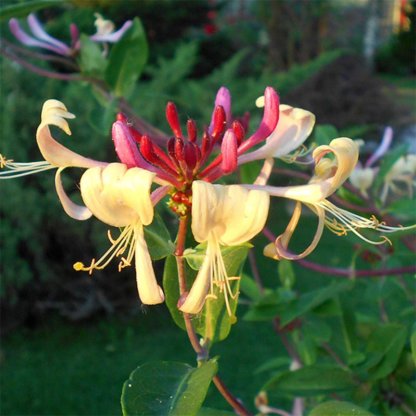 Lonicera caprifolium Orlovi Nokti Žuto-Crveni