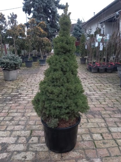 Patuljasta smrča Picea glauca ‘Conica’100-120cm