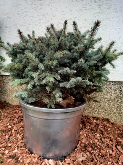 Kuglasta smrča Picea Pungens Glauca Globosa