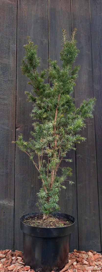 Taxus baccata- Obična široka tisa