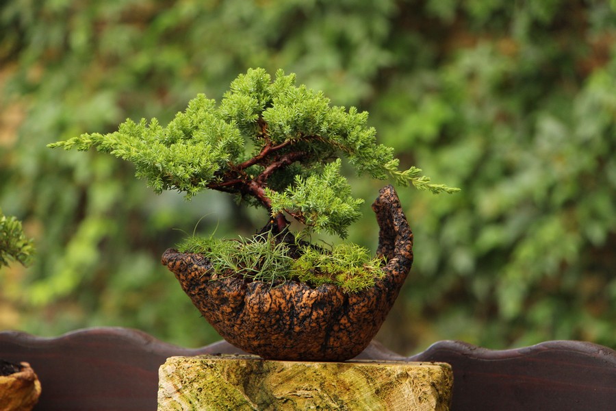 Bonsai – R30