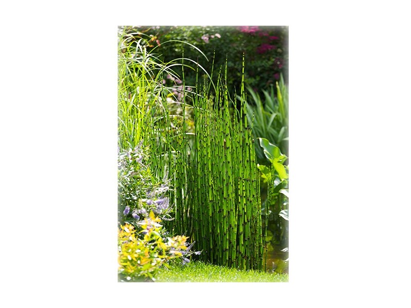 CLANKOVITA-TRAVA- bambus- Equisetum japonicum