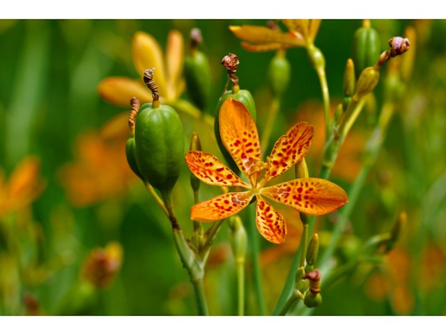 Leopardov iris (Iris domestica)