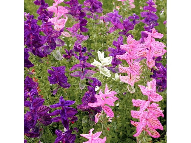 Žalfija `Crown Bouquet` Mix (Salvia viridis)