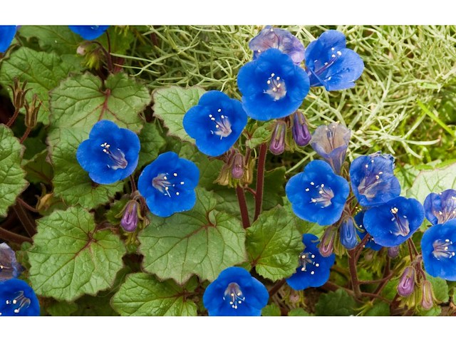 Ukrasna Facelija (Phacelia campanularia)