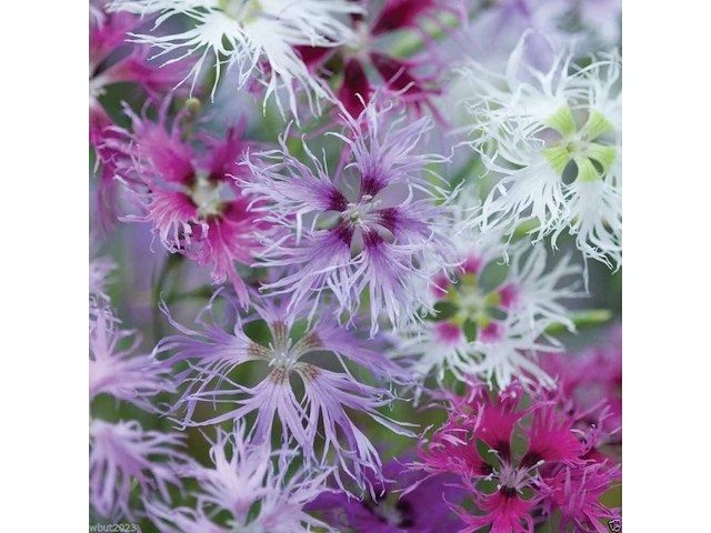 Karanfil `Rainbow Loveliness` (Dianthus superbus)