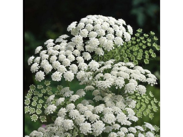 Čipka kraljice Ane (Ammi majus)