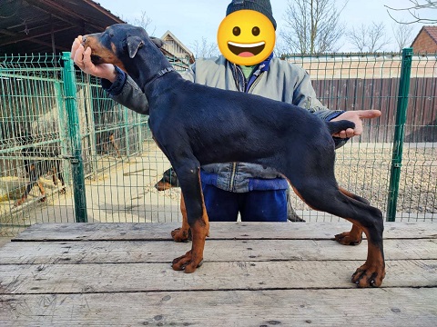 Doberman štenci