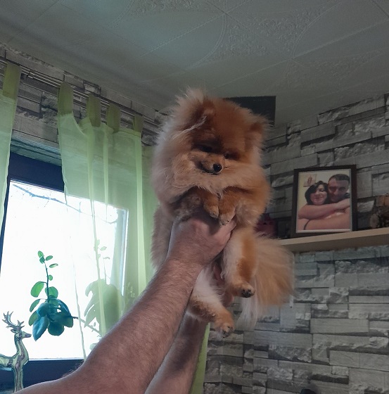 Pomeranac