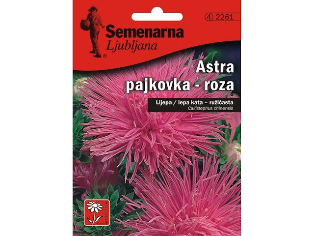Seme 5 kesica Lepa Kata igličasta - pink - Callistephus chinensis spider 2261