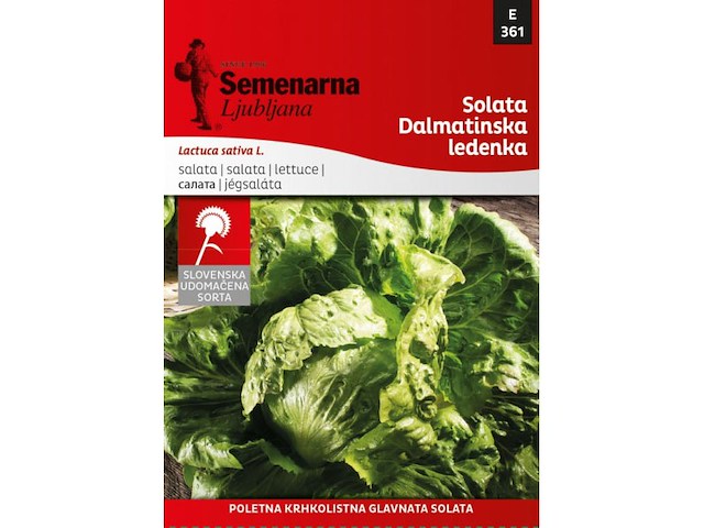 Seme 5 kesica - Zelena salata dalmatinska ledenka -  Lactuca sativa L. 361