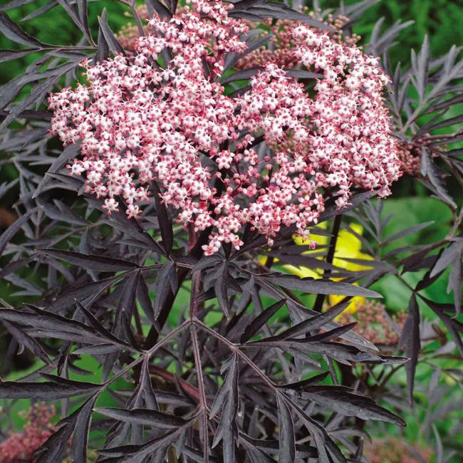 Sambucus nigra Black Lace