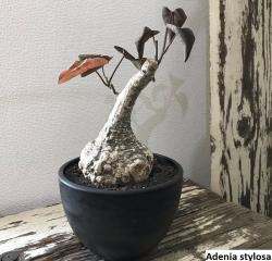 Adenia stylosa - 5 semenki