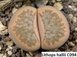 Lithops hallii /C094/ - 20 semenki