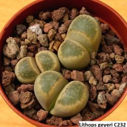 Lithops geyeri /C232/ - 20 semenki