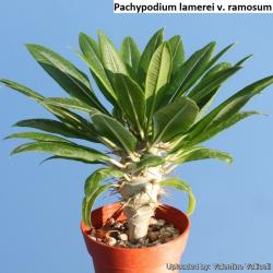 Pachypodium lamerei v. ramosum - 5 semenki