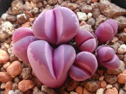 Lithops optica cv Rubra - 10 semenki