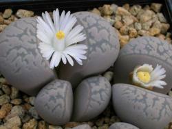 Lithops marmorata - 20 semenki