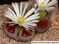 Lithops karasmontana lateritia - 20 semenki