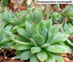 Graptopetalum macdougallii - 20 semenki