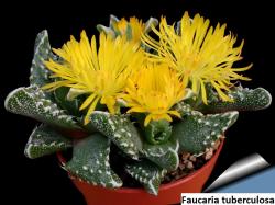 Faucaria tuberculosa - 20 semenki