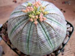 Euphorbia obesa - 5 semenki