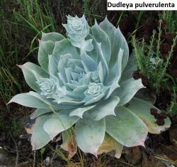 Dudleya pulverulenta - 20 semenki