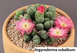 Argyroderma subalbum - 20 semenki