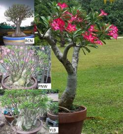 Adenium arabicum 'YLB' - 5 semenki