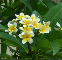 Plumeria (Frangipani) Mix - 5 semenki