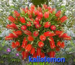 Kalistemon