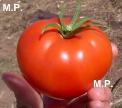 Backi paradajz-nije hibrid