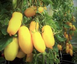 Yellow banana tomato