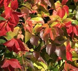 Troprsta lozica -Parthenocissus Tricuspidata Diamond Mountains