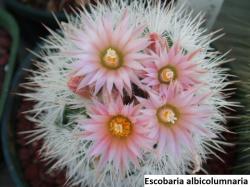 Escobaria albicolumnaria - 10 semenki