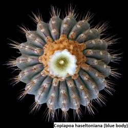 Copiapoa haseltoniana (blue epidermis) - 10 semenki