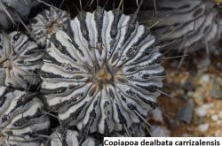 Copiapoa dealbata v carrizalensis - 10 semenki
